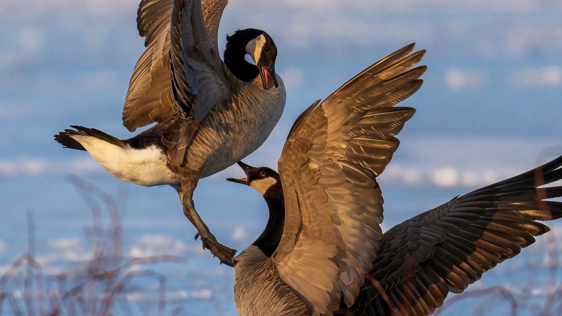 Decorated photographer helping highlight Michigan wildlife | wzzm13.com