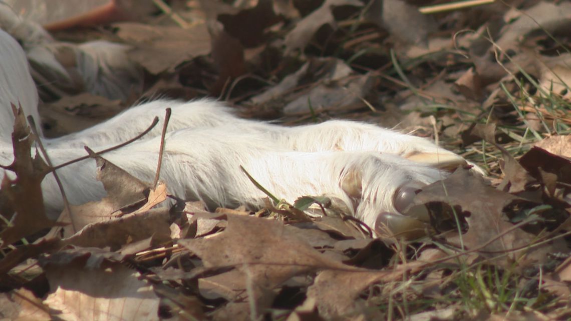 Pile of dead goats found in Manistee National Forest in Michigan ...