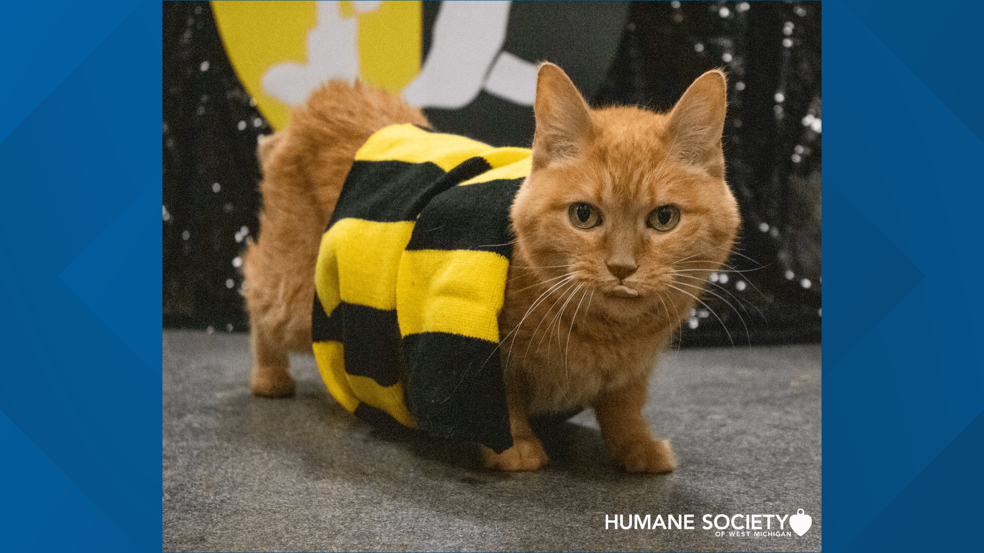 Humane Society of West Michigan hosting Harry Potter adoption day ...