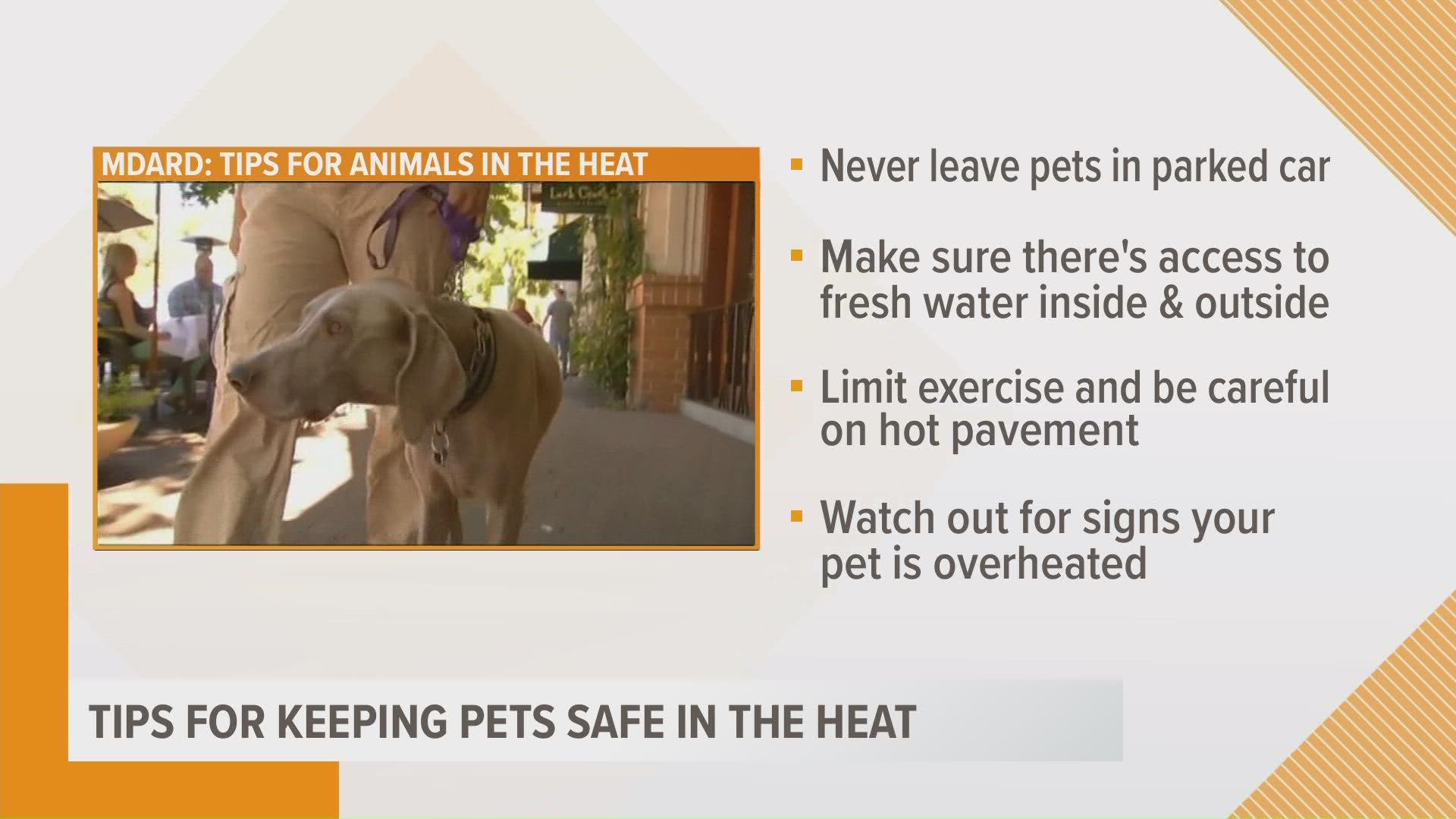 How to keep your pet safe in extreme heat | wzzm13.com