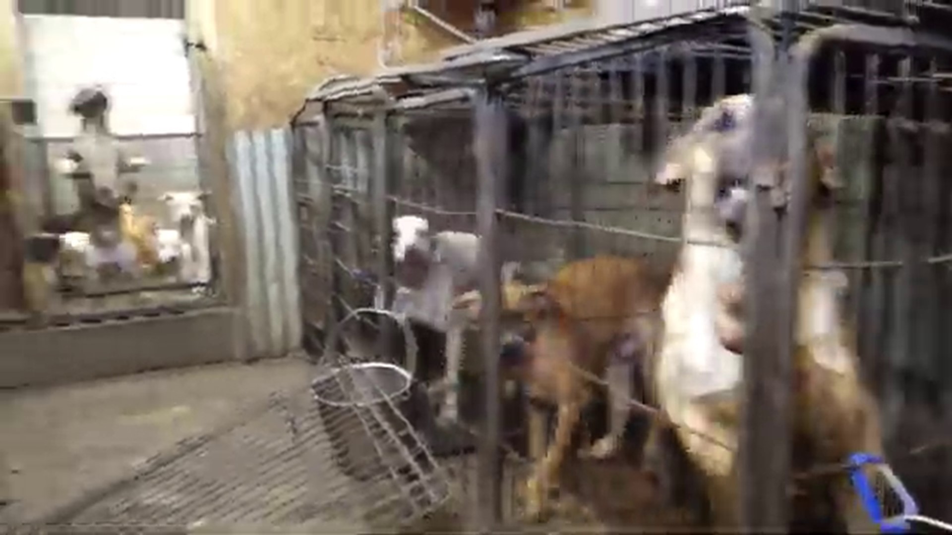Woman charged with animal neglect asks judge for animal shelter ...