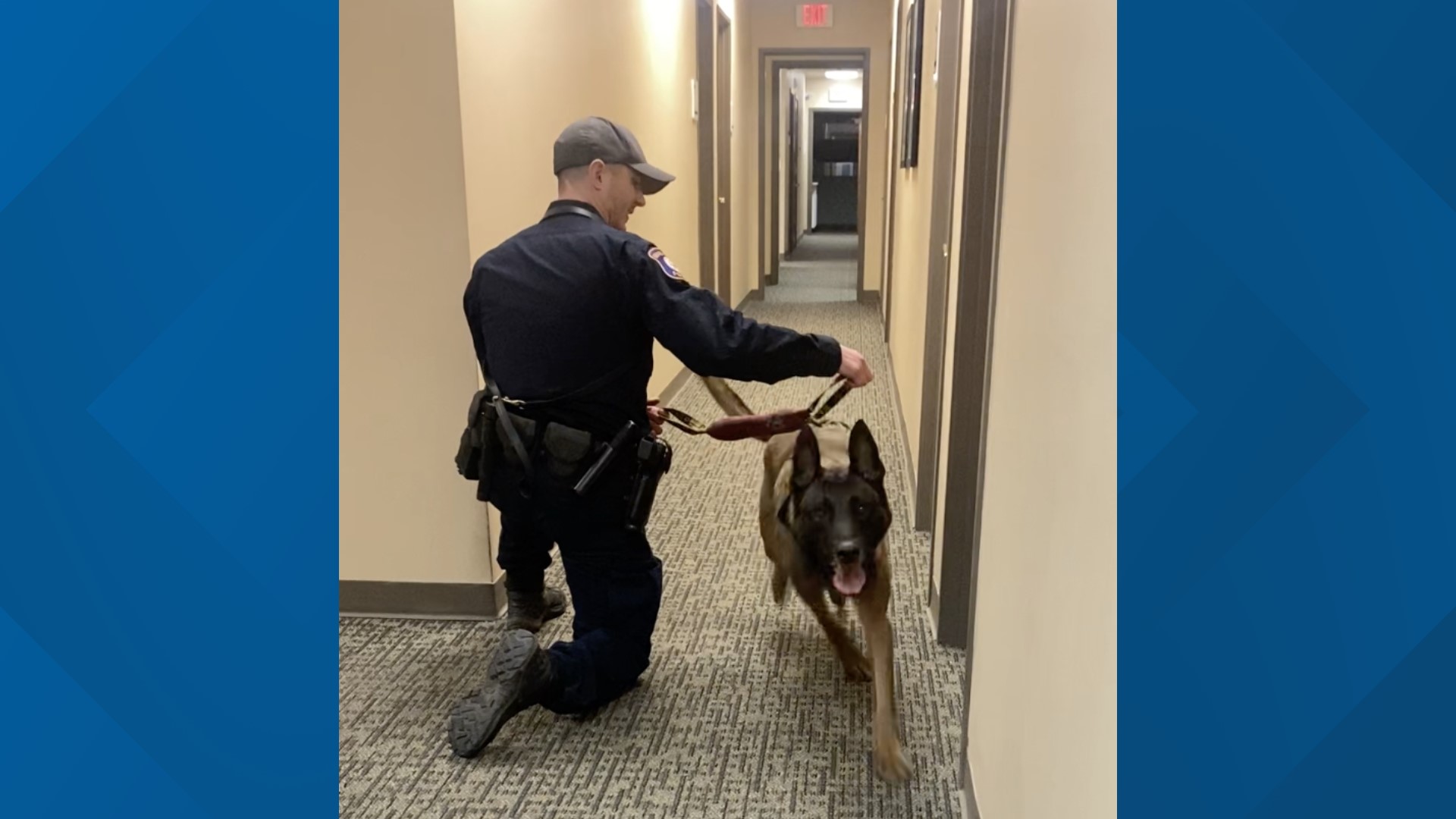 K-9 Eli back with GRPD after being stabbed in standoff | wzzm13.com