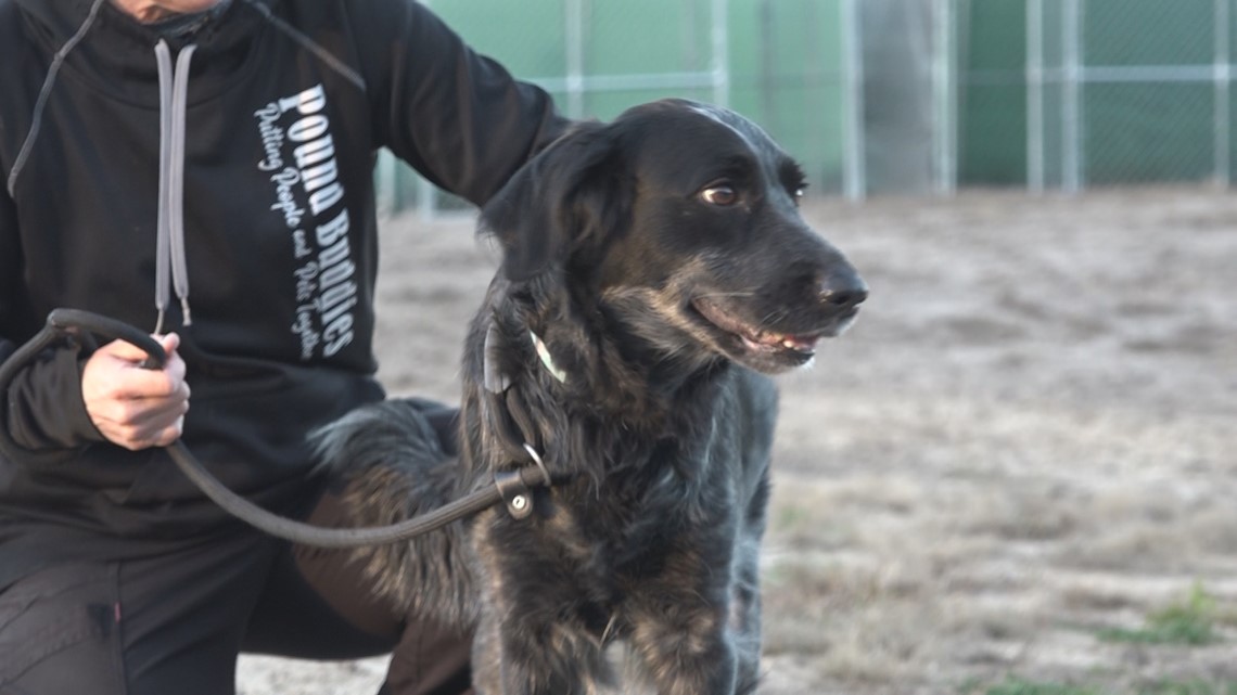 Dogs found in U-Haul up for adoption | wzzm13.com