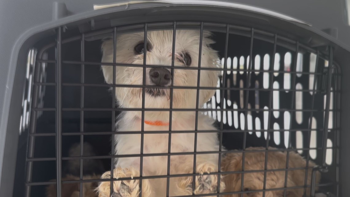 Dogs rescued from puppy mill arrive in Michigan via plane | wzzm13.com