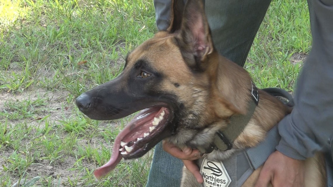 How K9 officers are trained after GRPD K9 Dozer injured in crash ...
