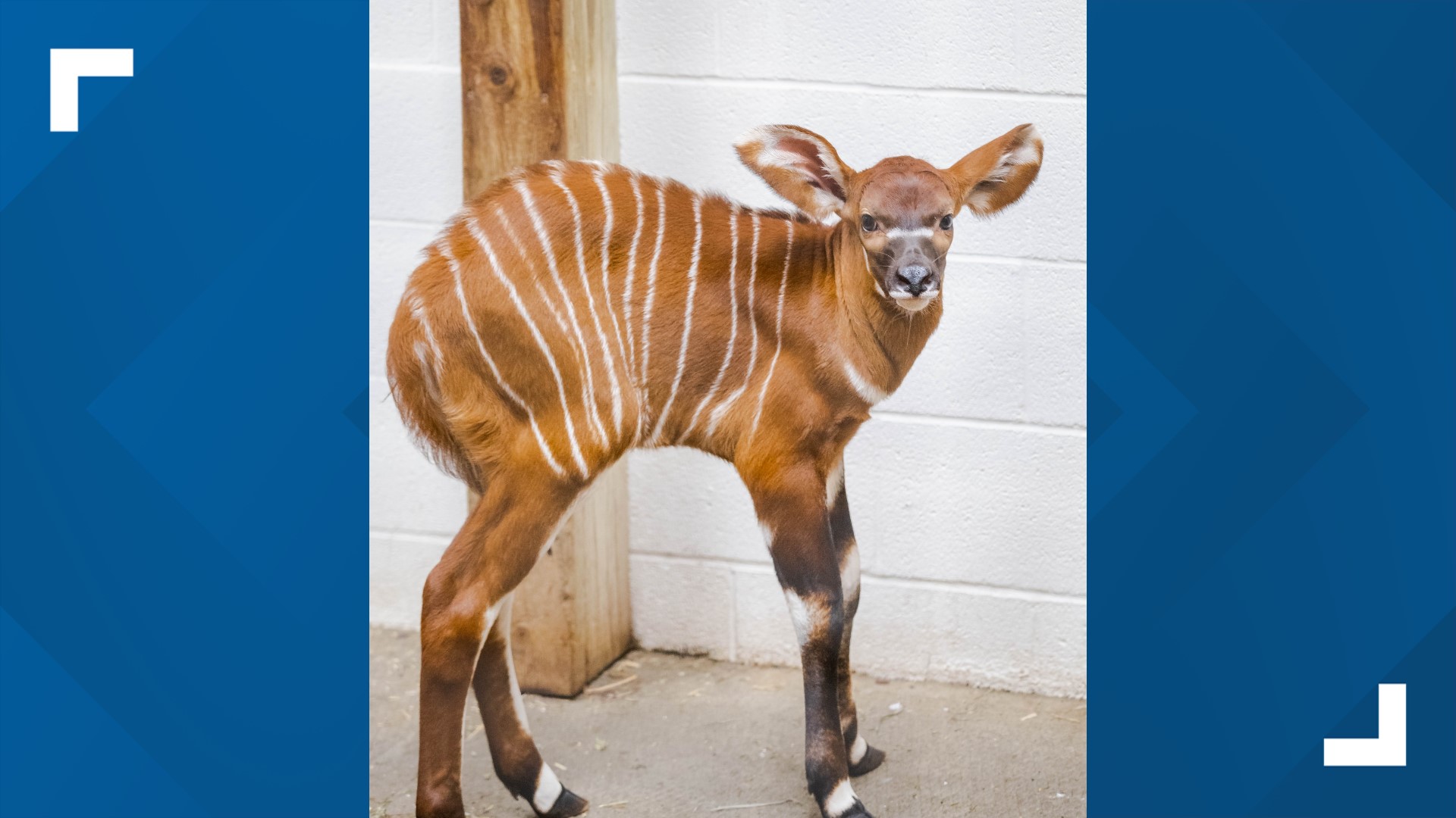 John Ball Zoo announces birth of baby eastern mountain bongo | wzzm13.com