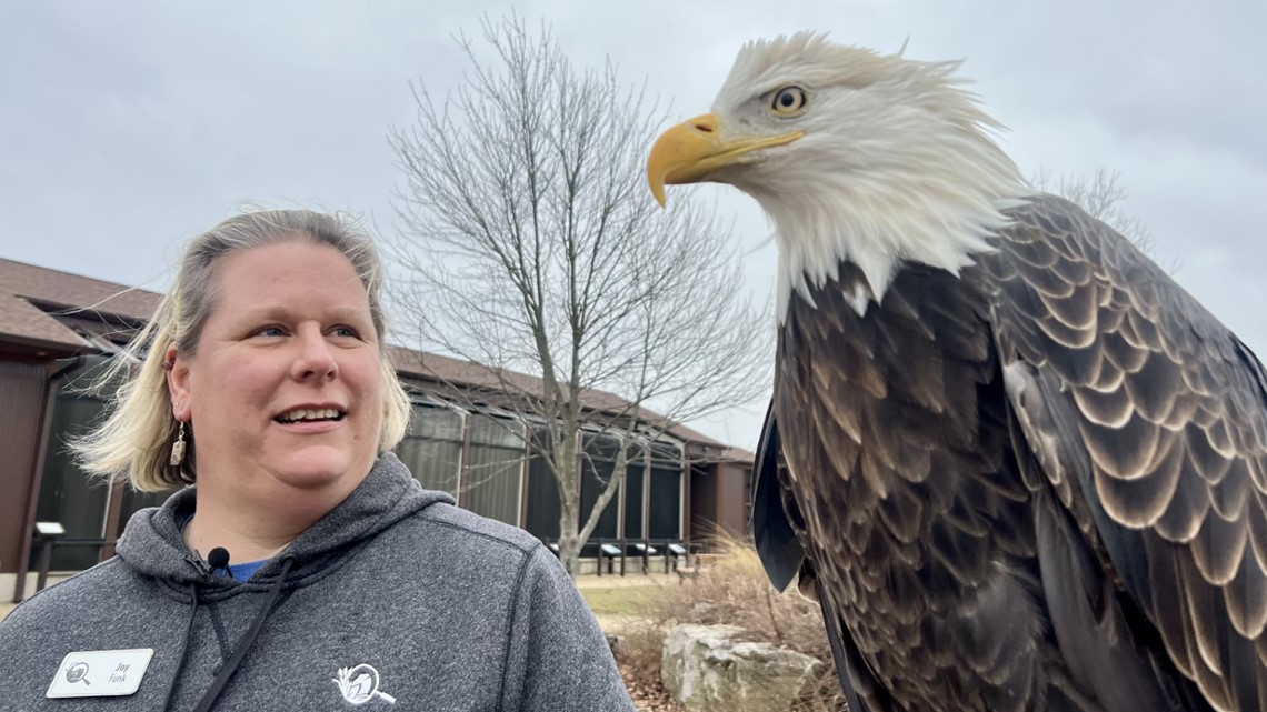 How you can protect bald eagles on 'Save The Eagles Day' | wzzm13.com