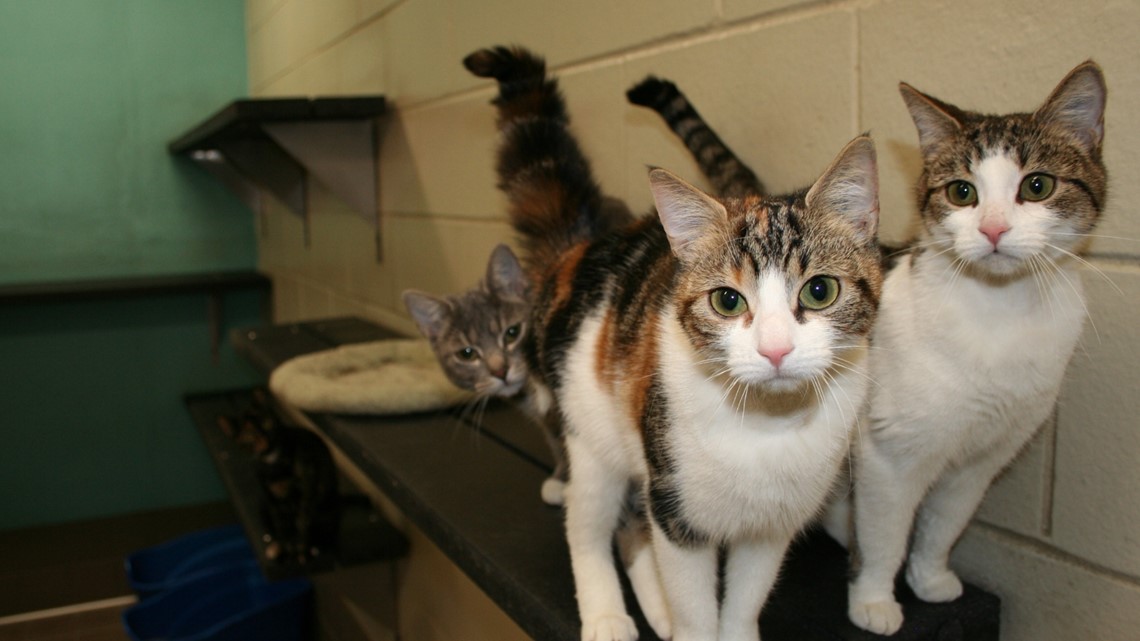 Cincinnati Zoo develops shot that prevents pregnancy in cats | wzzm13.com