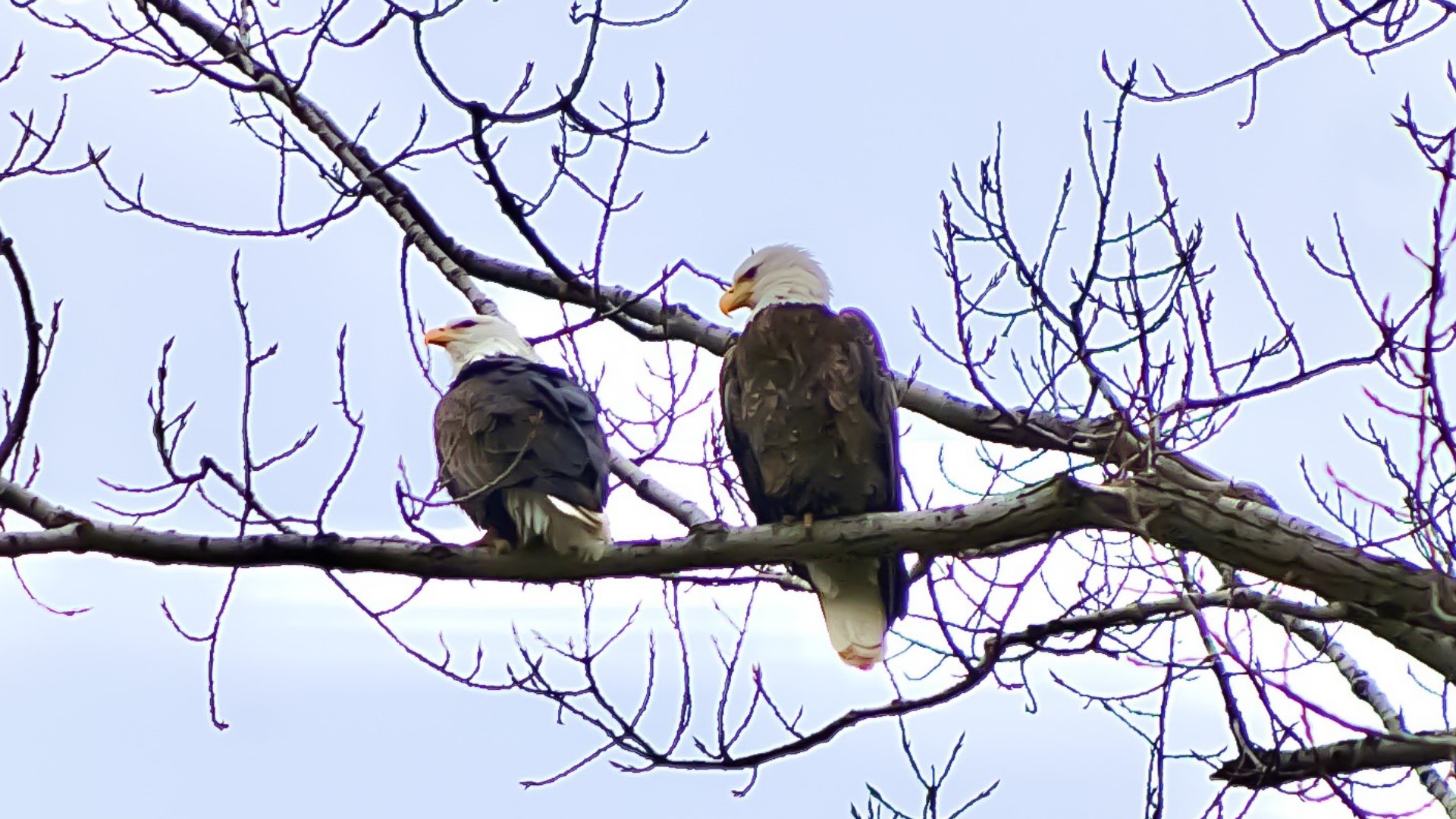 Save The Eagles Day | How to protect a beloved symbol of America ...