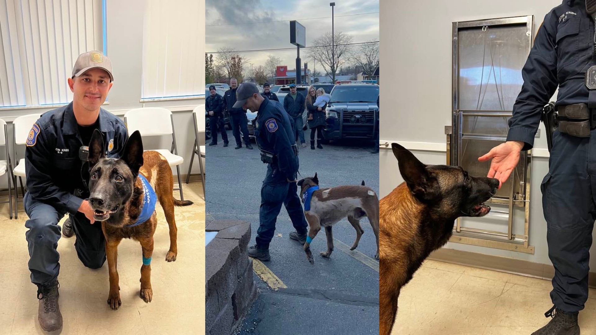 GRPD K9 Eli recovering well after being stabbed 8 times | wzzm13.com