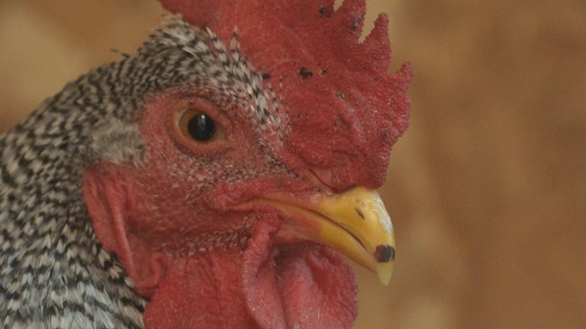 Rooster adopted from Kent Co. Animal Shelter after 13OYS story | wzzm13.com