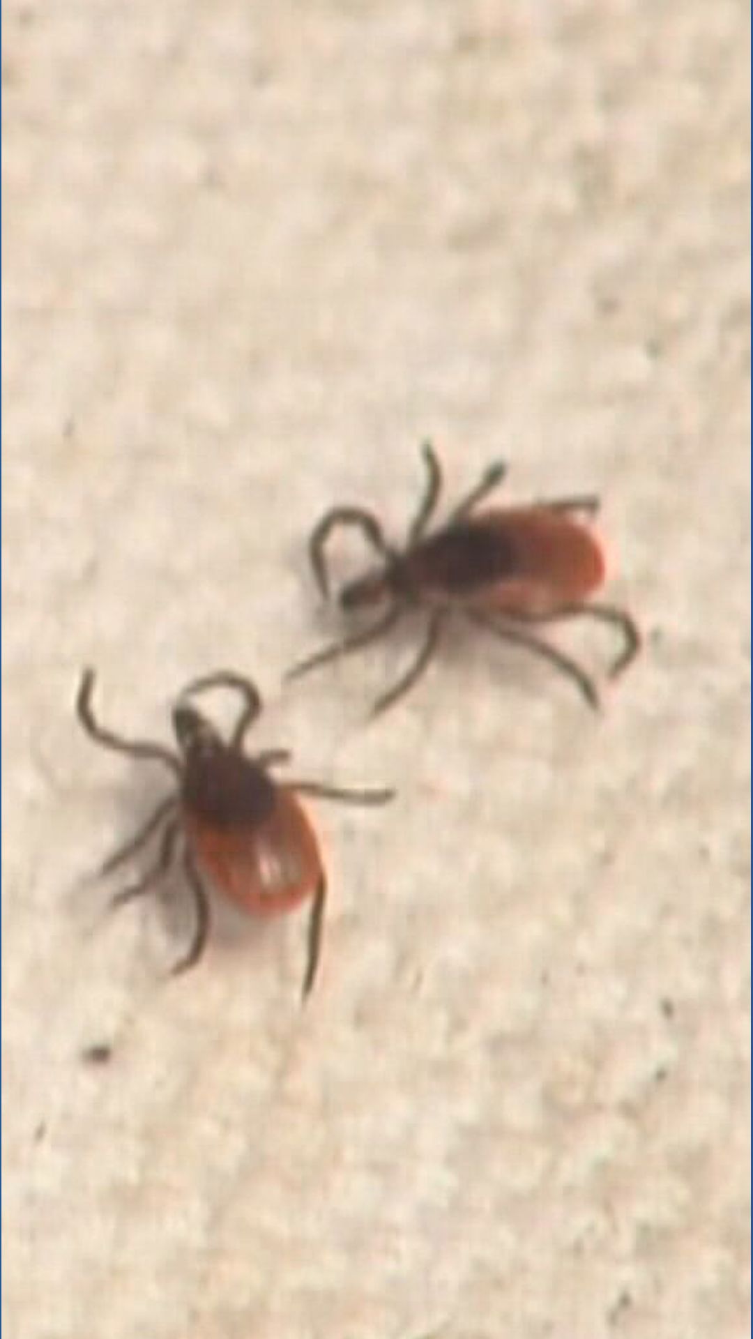 Did the brutally cold temperatures kill off any ticks? | wzzm13.com