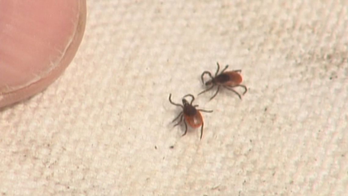Did the brutally cold temperatures kill off any ticks? | wzzm13.com