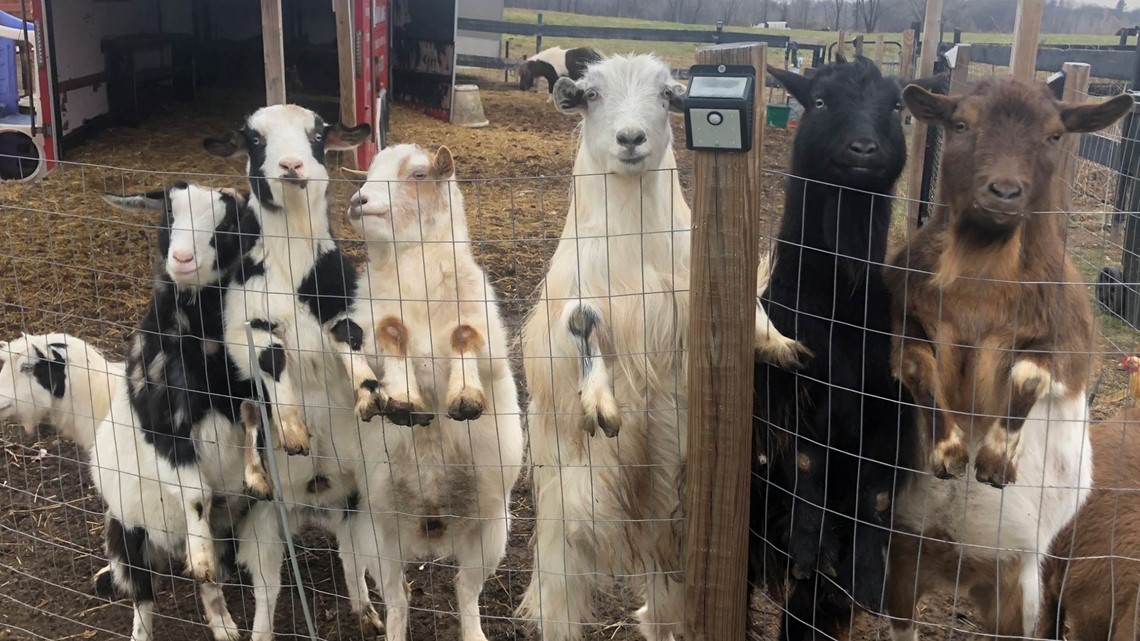 Here's how to recycle your Christmas tree AND feed some goats | wzzm13.com