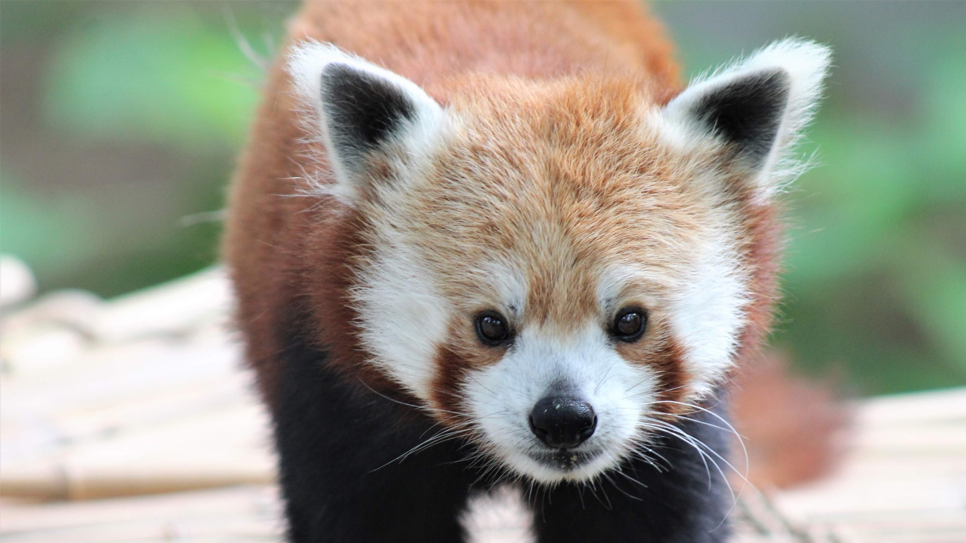 Not 1, not 2, but 3 new cubs! John Ball Zoo announces birth of red ...