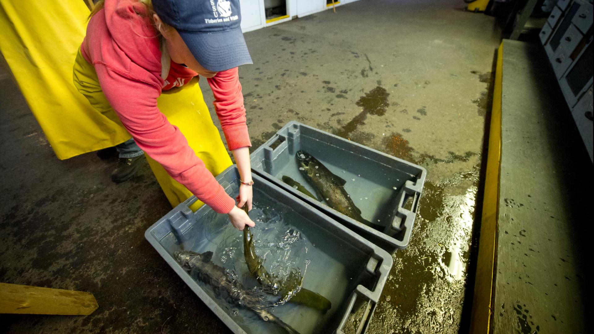 DNR euthanizes Atlantic salmon infected with bacterial disease | wzzm13.com
