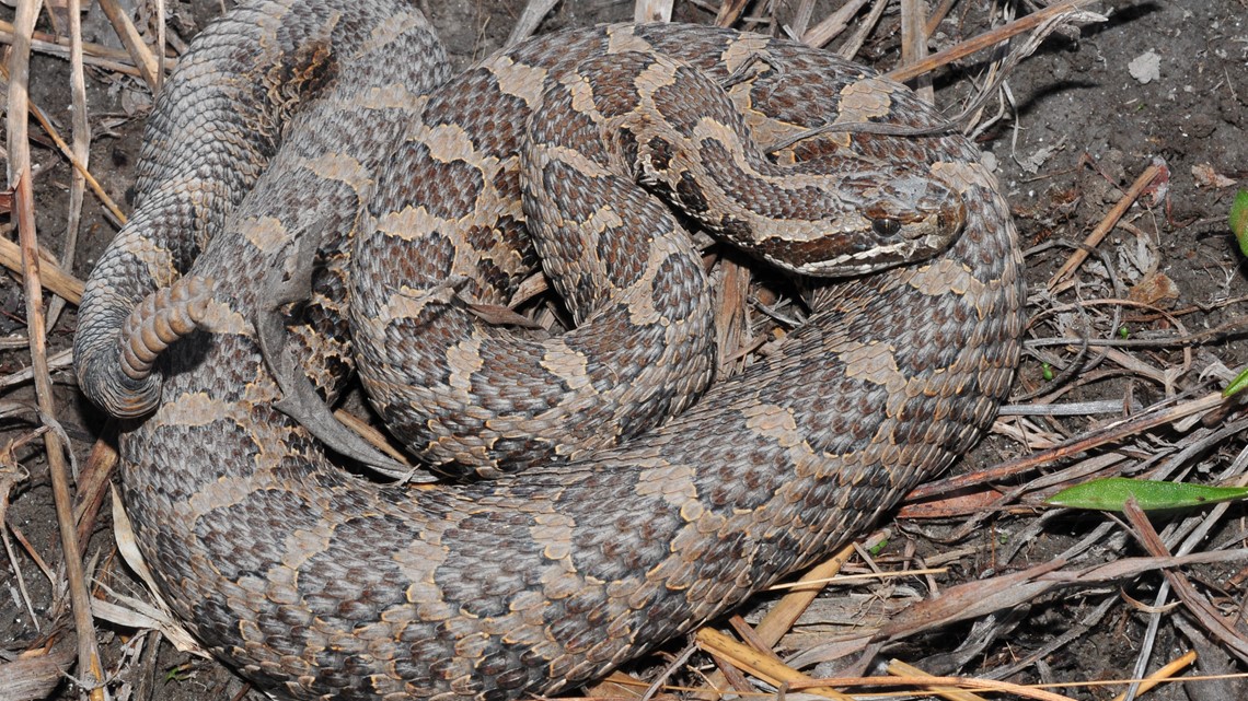 John Ball Zoo working to preserve venomous snakes | wzzm13.com