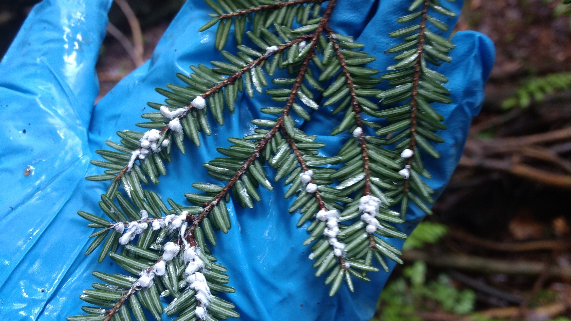 Efforts to contain spread of invasive tree-eating insects working ...