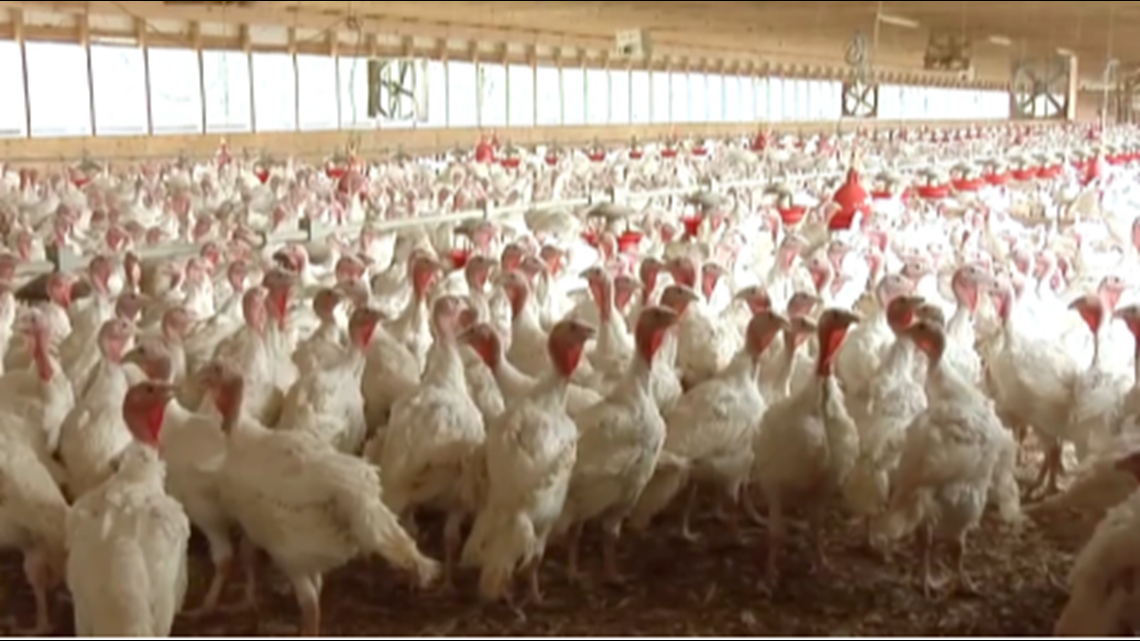 Plummeting demand has local turkey farmers concerned about future ...