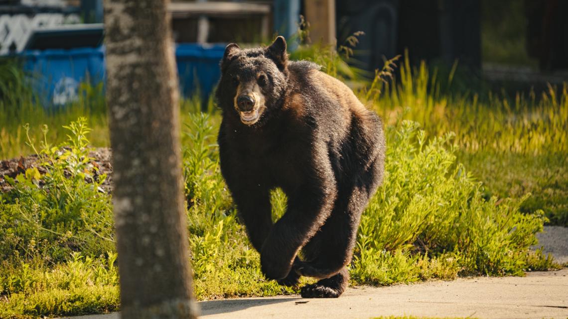 Local radio station helps track bear in Ludington with live-stream ...