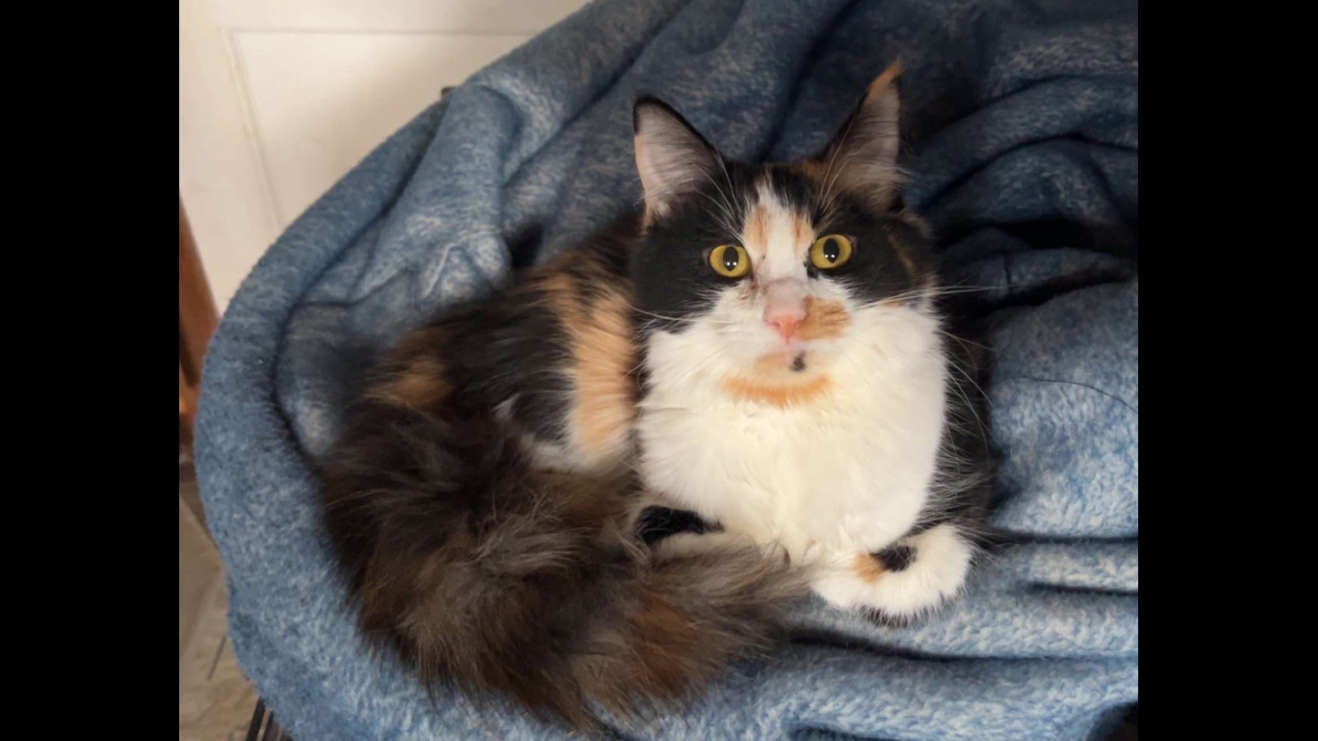 HOPPY April to all our Furry Friends! | wzzm13.com