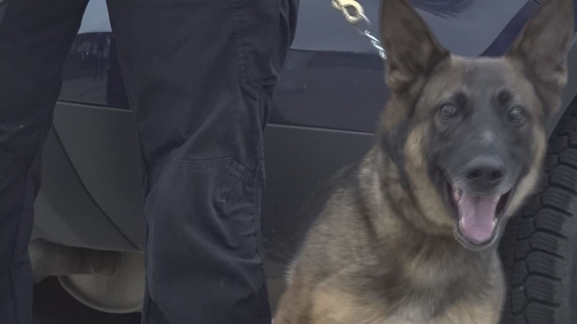 GRPD K9 healing better than expected after hit and run crash | wzzm13.com