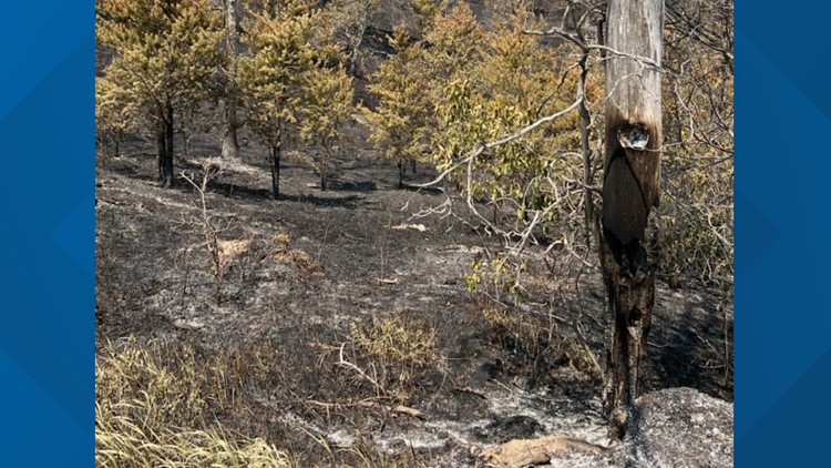 2,400-acre wildfire near Grayling now mostly contained | wzzm13.com