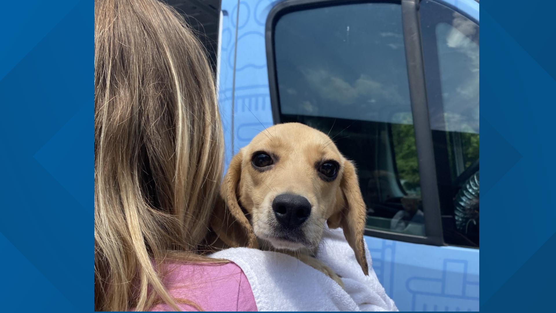 Humane Society of West MI takes in beagles from research facility ...