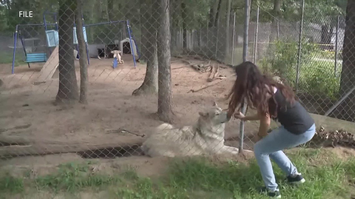 North Carolina facility taking in 4 wolf dogs from Howling Timbers as ...