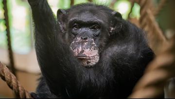 John Ball Zoo mourns the loss of Peggy the 55-year-old chimpanzee ...