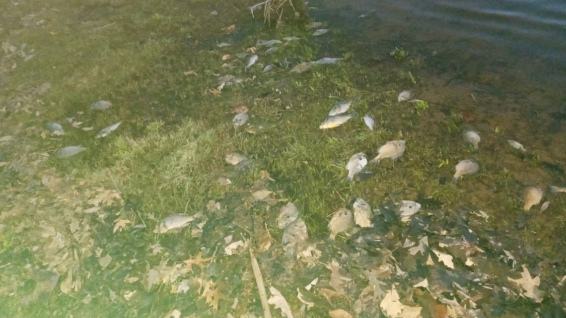 DNR: Fish kills are normal | wzzm13.com