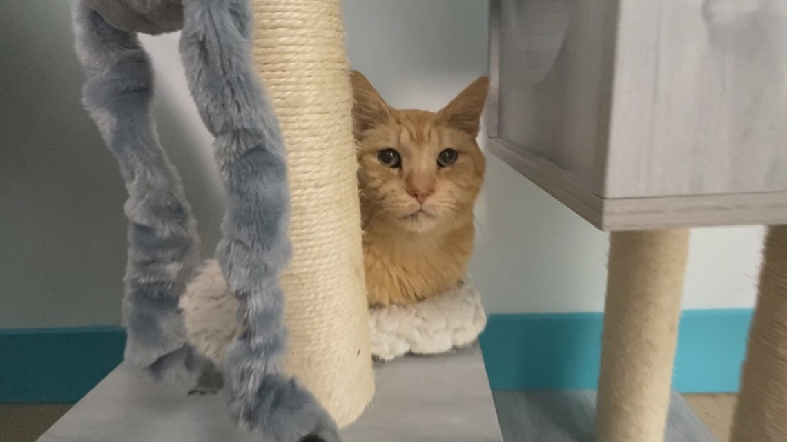Second Chance Cats expanding | wzzm13.com