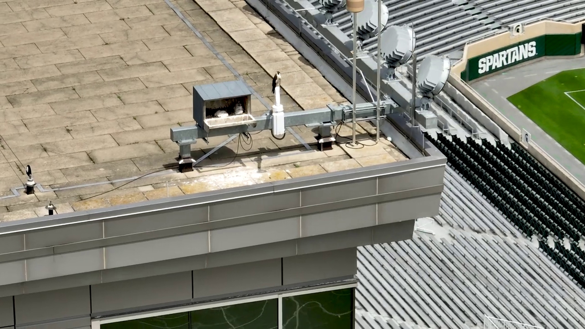 MSU, DNR ends peregrine falcon banding program | wzzm13.com