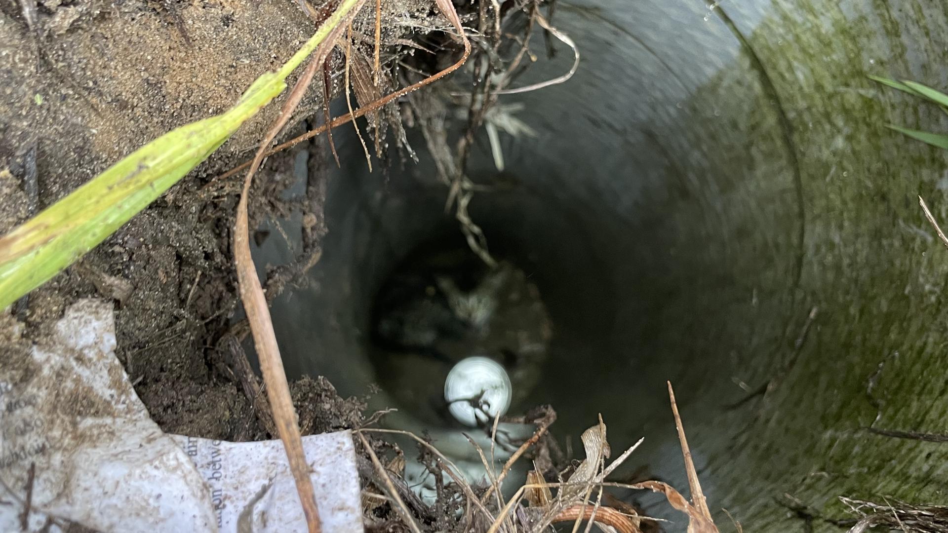 Kitten rescued from pipe on busy Alpine Avenue settles into new home ...