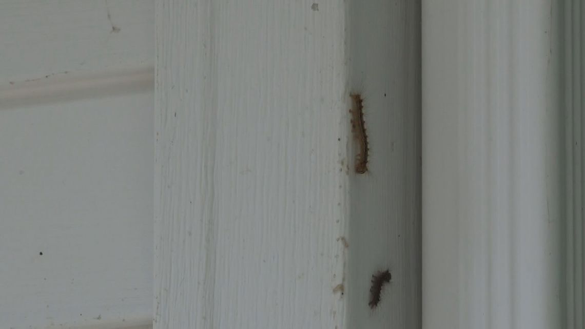 Spongy moths invade West Michigan cities | wzzm13.com