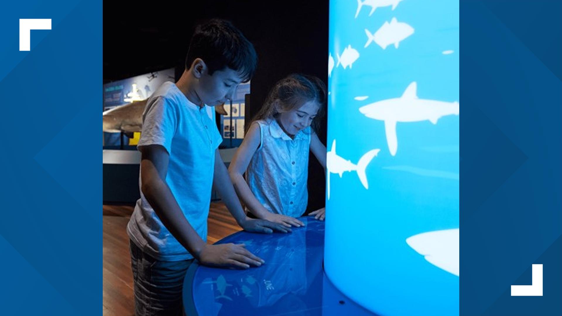 Grand Rapids Public Museum preparing to open SHARKS exhibition | wzzm13.com