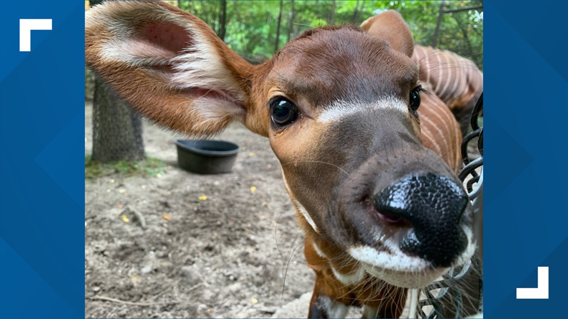 John Ball Zoo names baby bongo | wzzm13.com