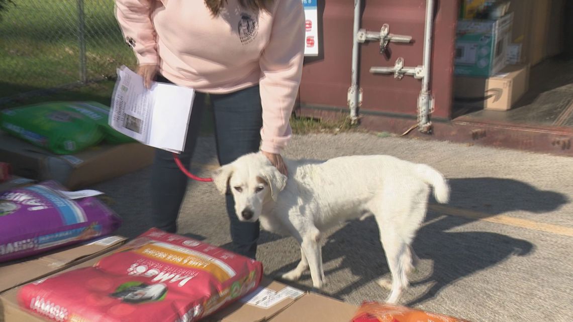 8 dogs arrive in Michigan after hurricanes down south | wzzm13.com