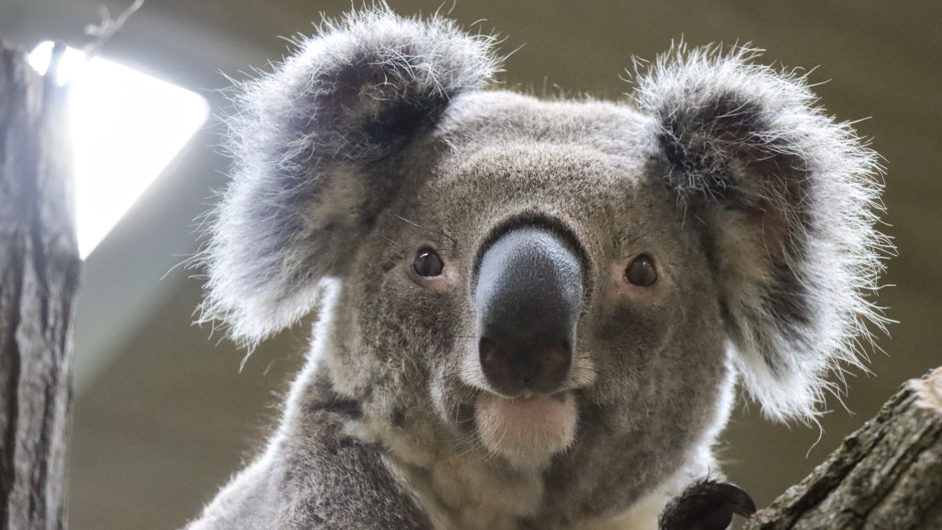 Koalas arrive at John Ball Zoo | wzzm13.com