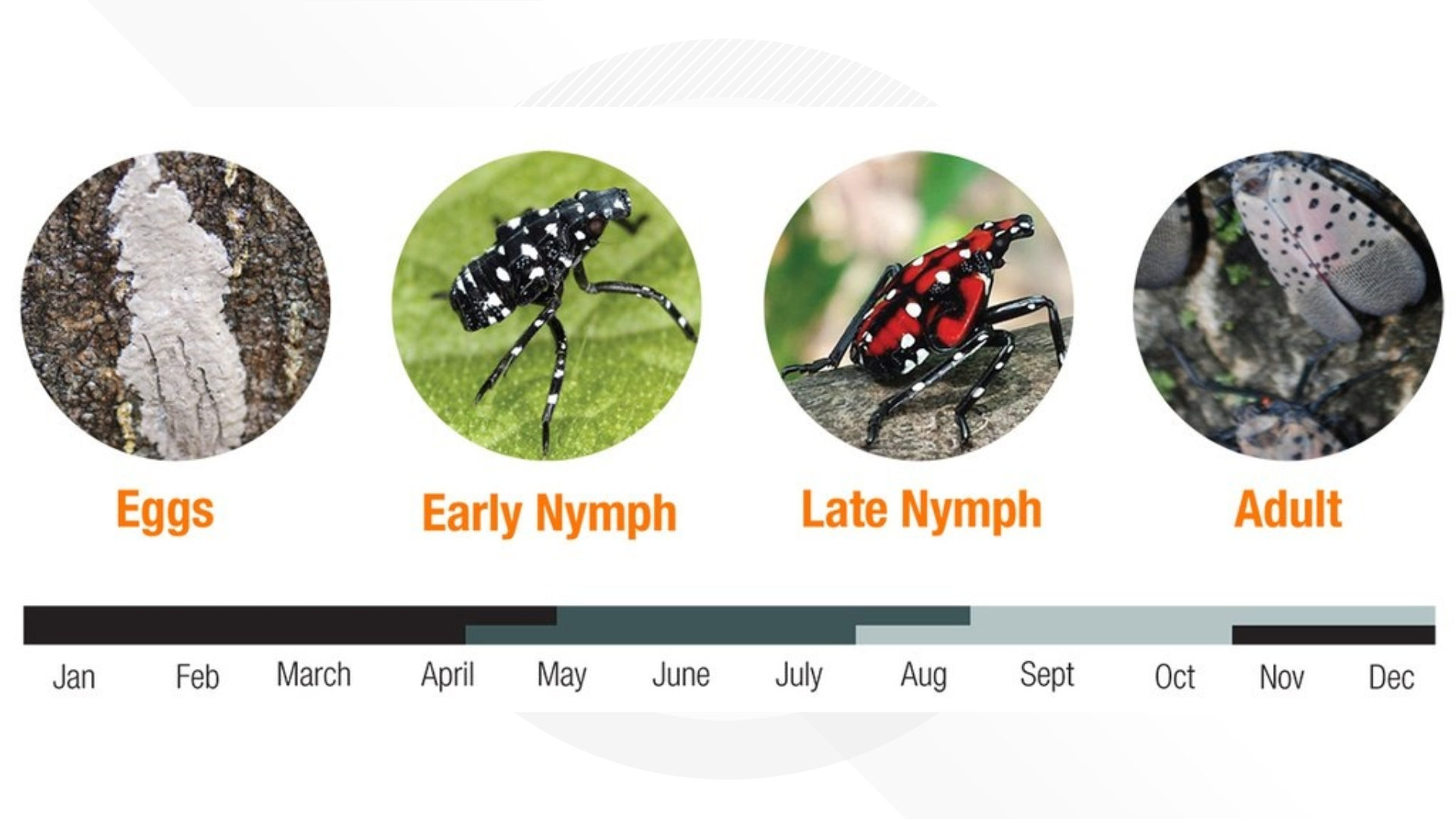 Invasive Species: Lookout for spotted lanternflies in Michigan | wzzm13.com