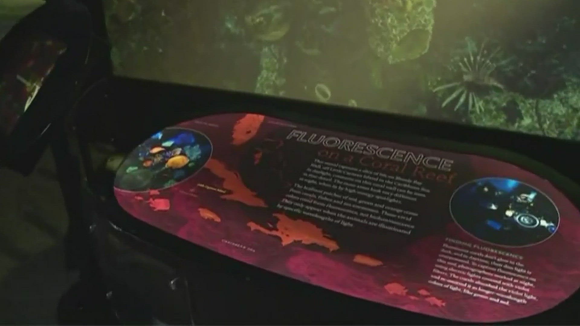 Grand Rapids Public Museum welcomes 'Creatures of Light' exhibit ...