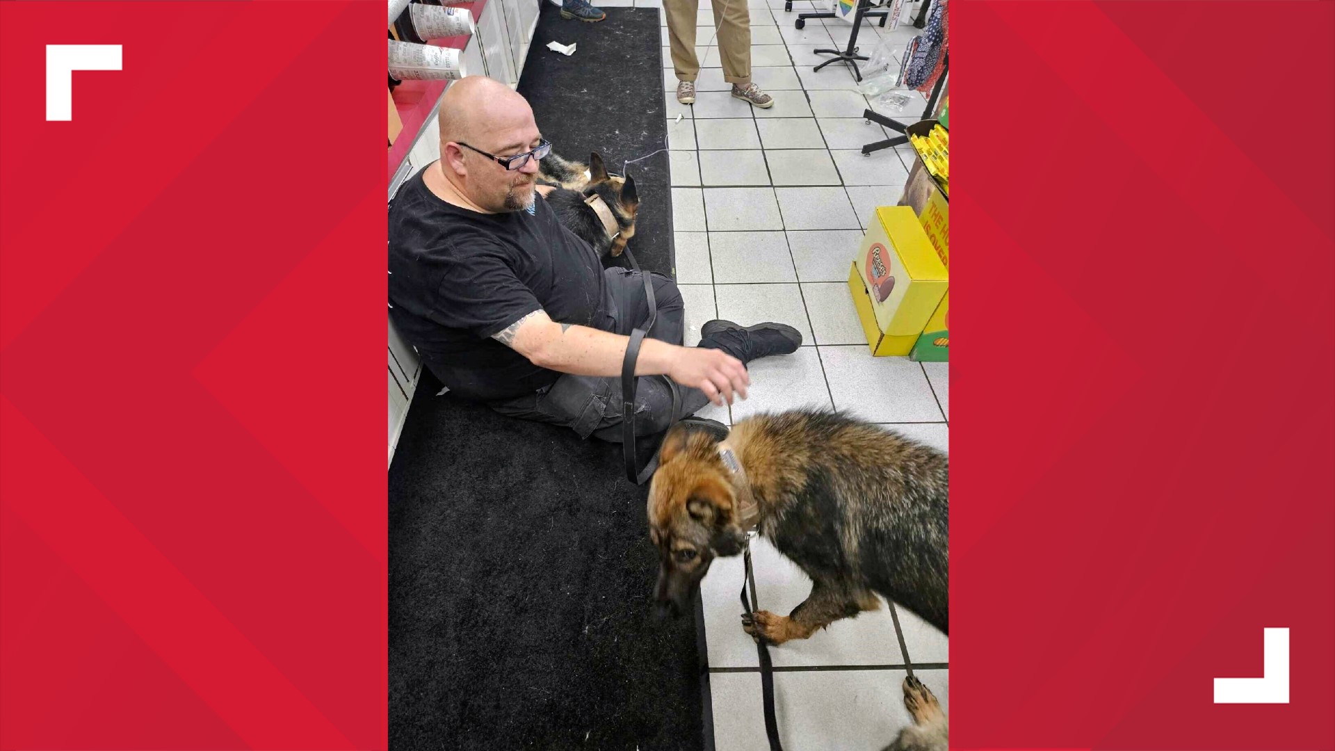 8 dogs died from extreme heat during unairconditioned drive | wzzm13.com