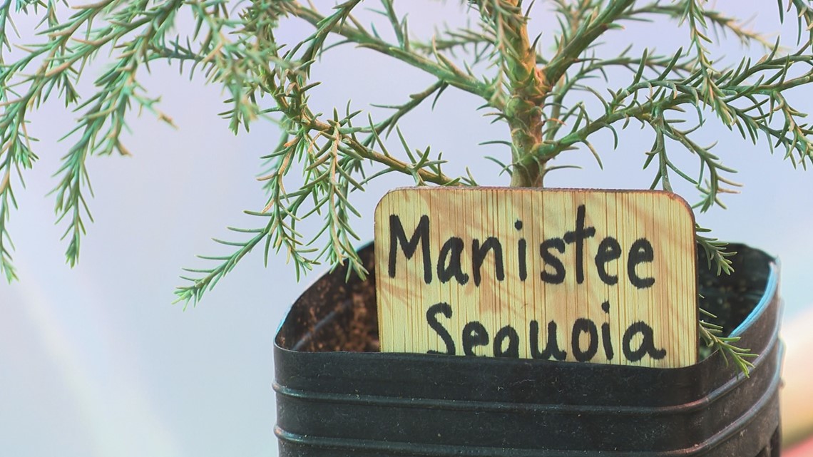 Michigan lab clones ancient trees used to reverse climate change ...