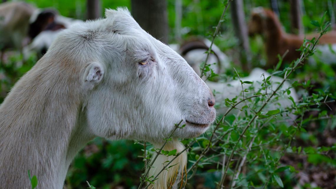 Greatest grazers of all time: Goats help Aquinas College battle ...