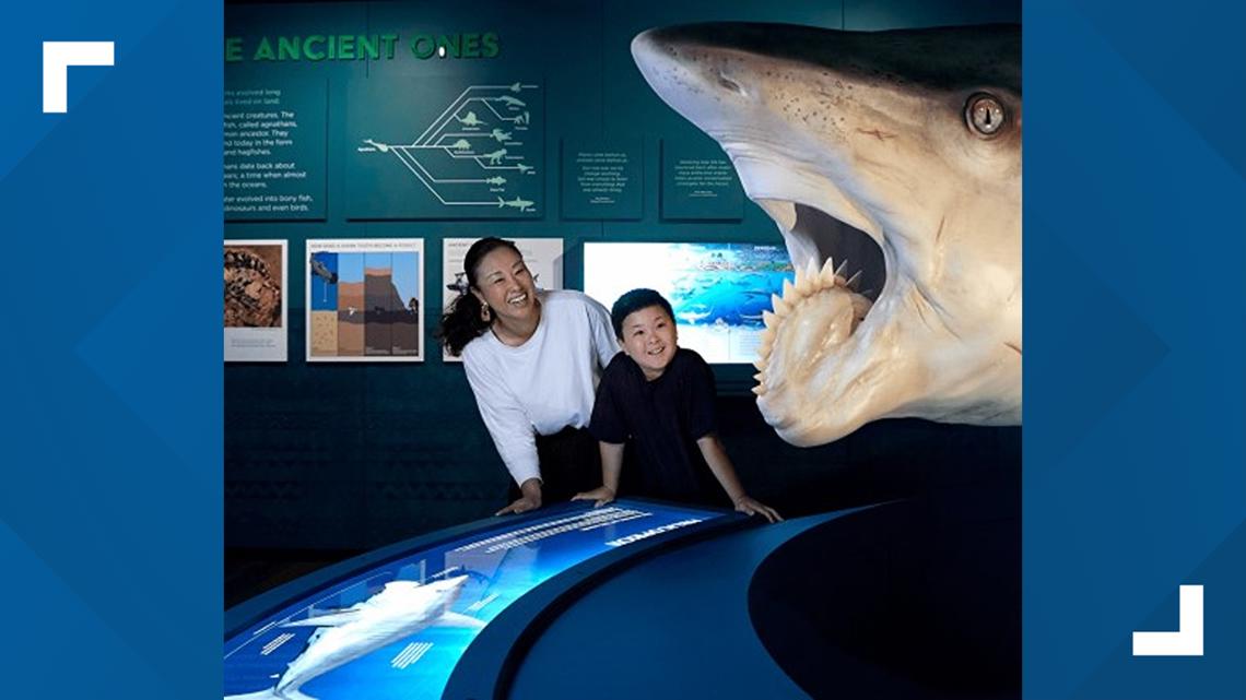 Grand Rapids Public Museum preparing to open SHARKS exhibition | wzzm13.com