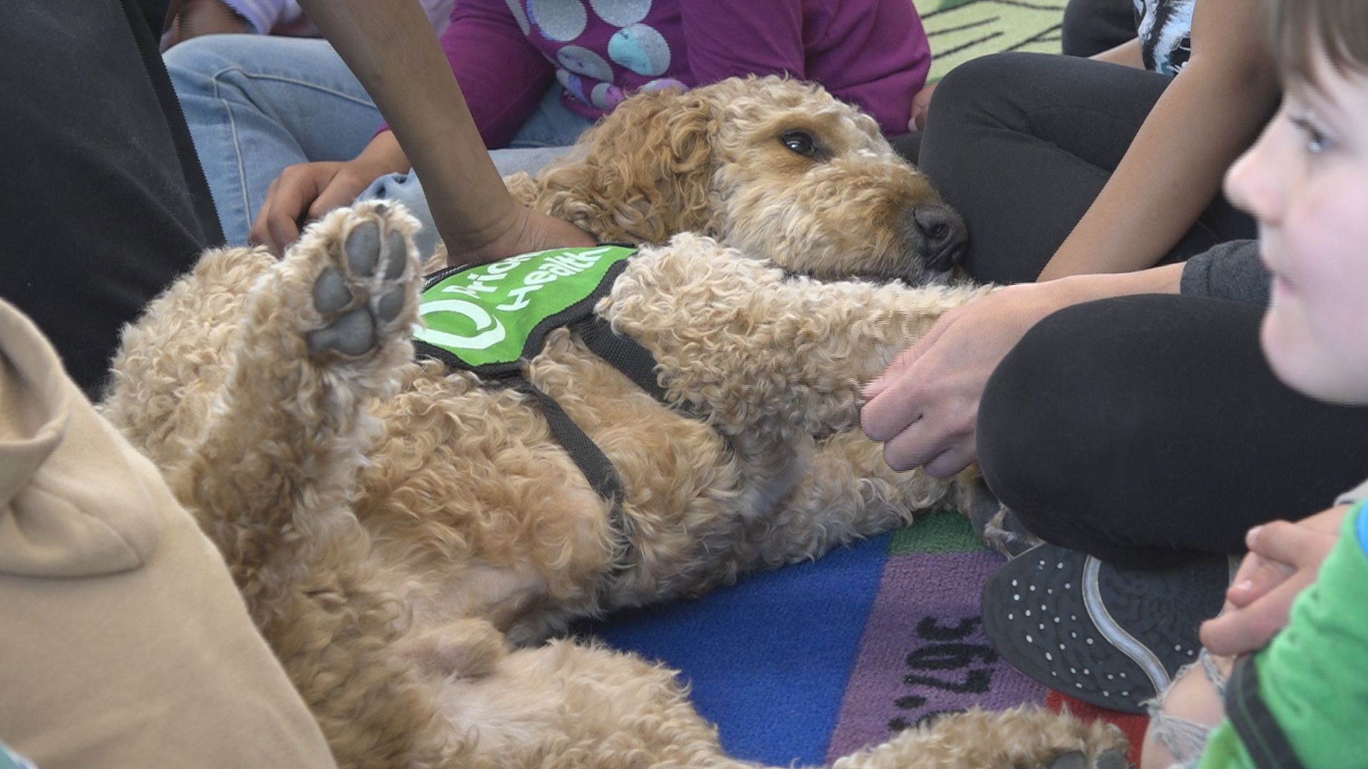 Michigan book helps kids manage emotions with Scout the dog | wzzm13.com