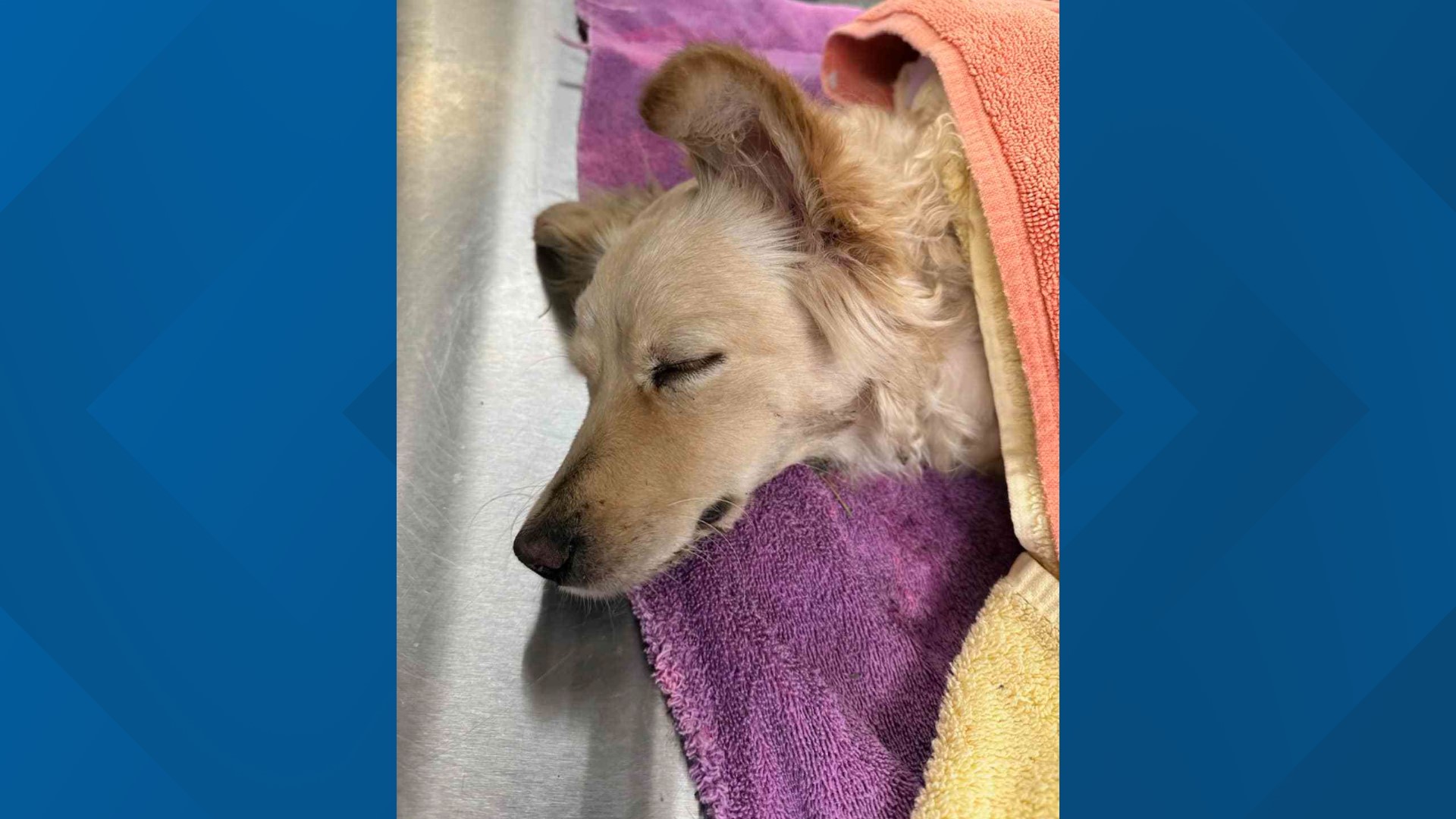 Owners of dog hit by car in Walker found | wzzm13.com