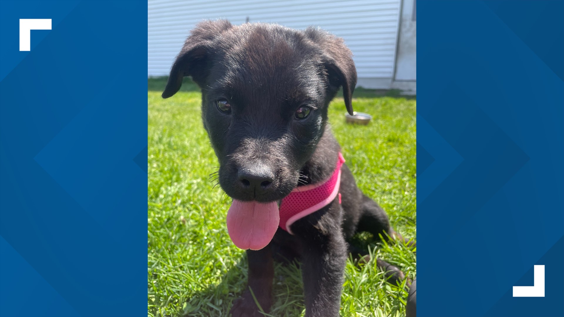 Puppies abandoned at Noah Project in Muskegon | wzzm13.com