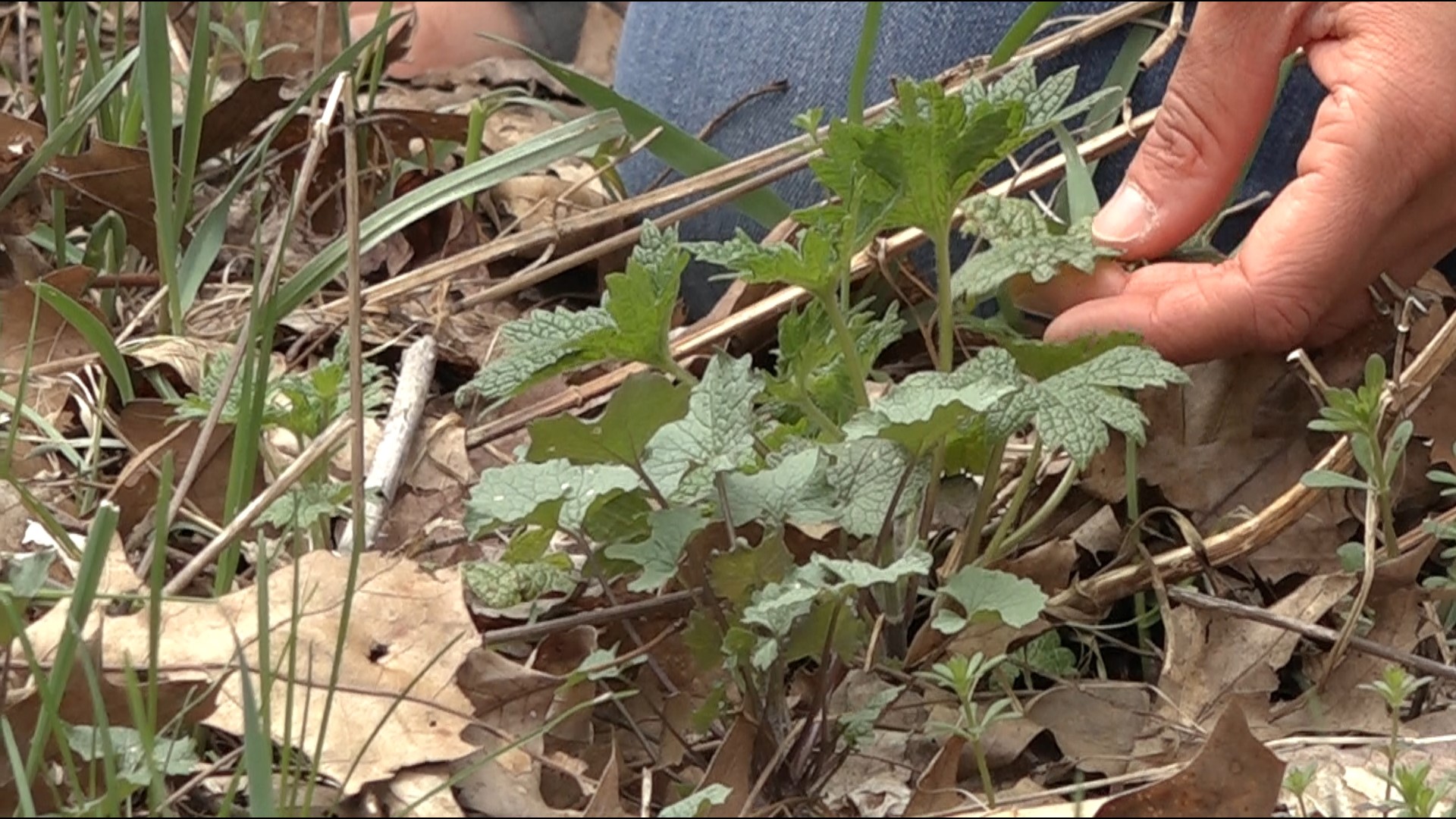 A guide to foraging in West Michigan | wzzm13.com