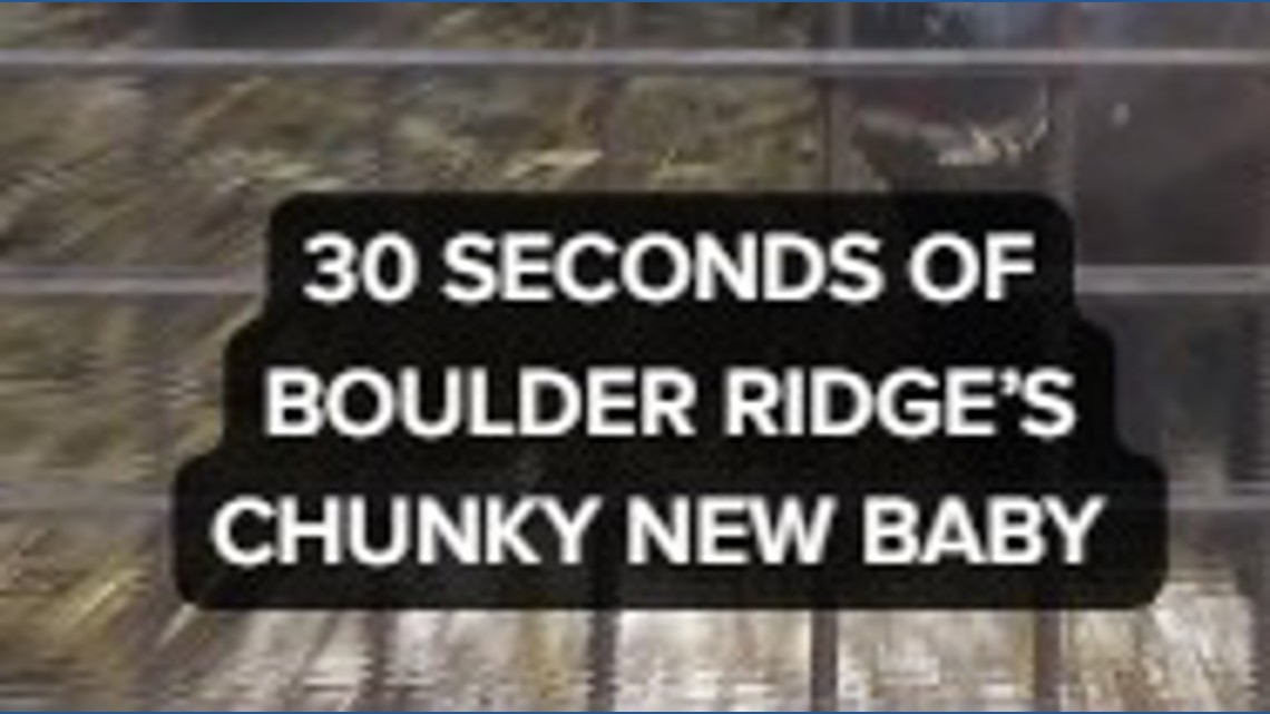 Enjoy 30 seconds of Boulder Ridge's chunky pygmy hippo calf | wzzm13.com